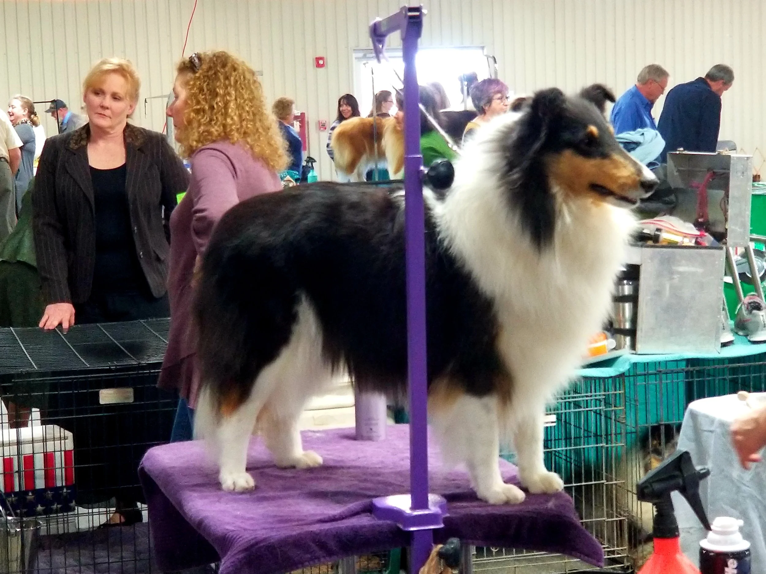 Duchess — Commander Collies