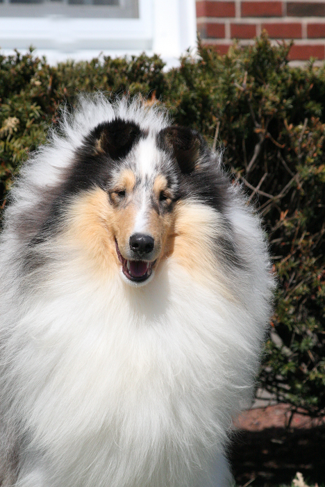 Lexis — Commander Collies