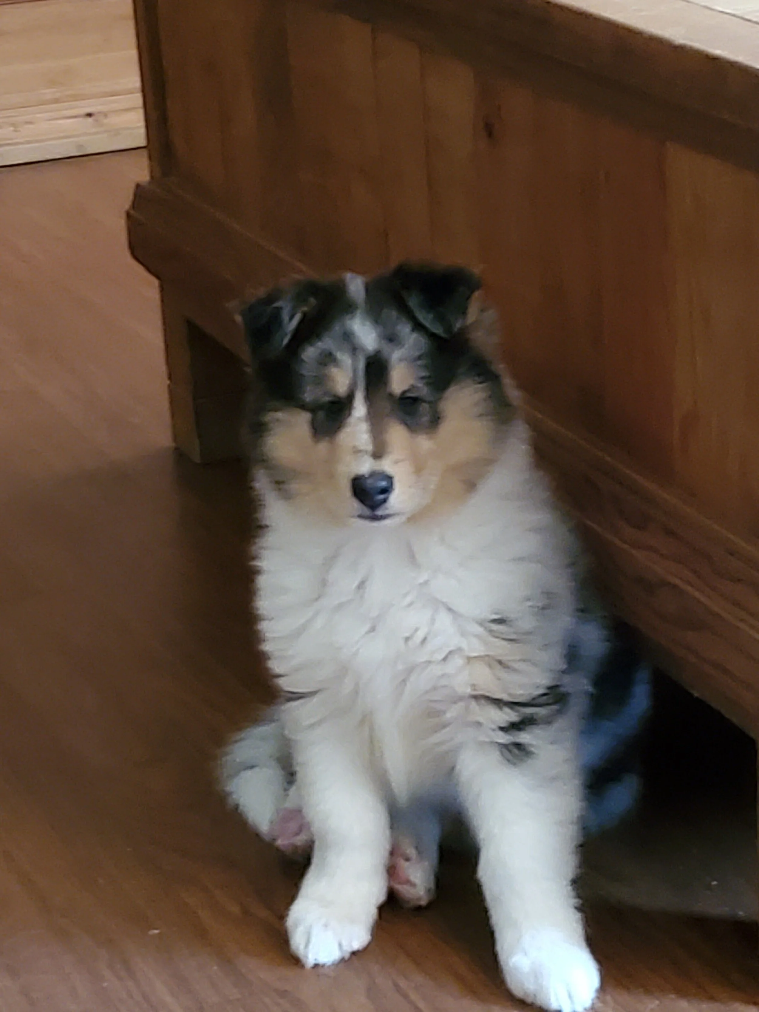 Rough Collie Puppies Blue Merle
