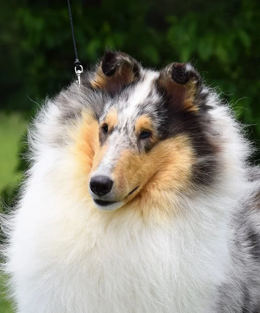 Mercedes — Commander Collies