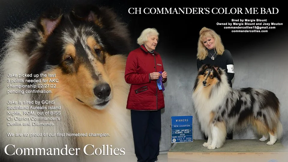 Commander Collies