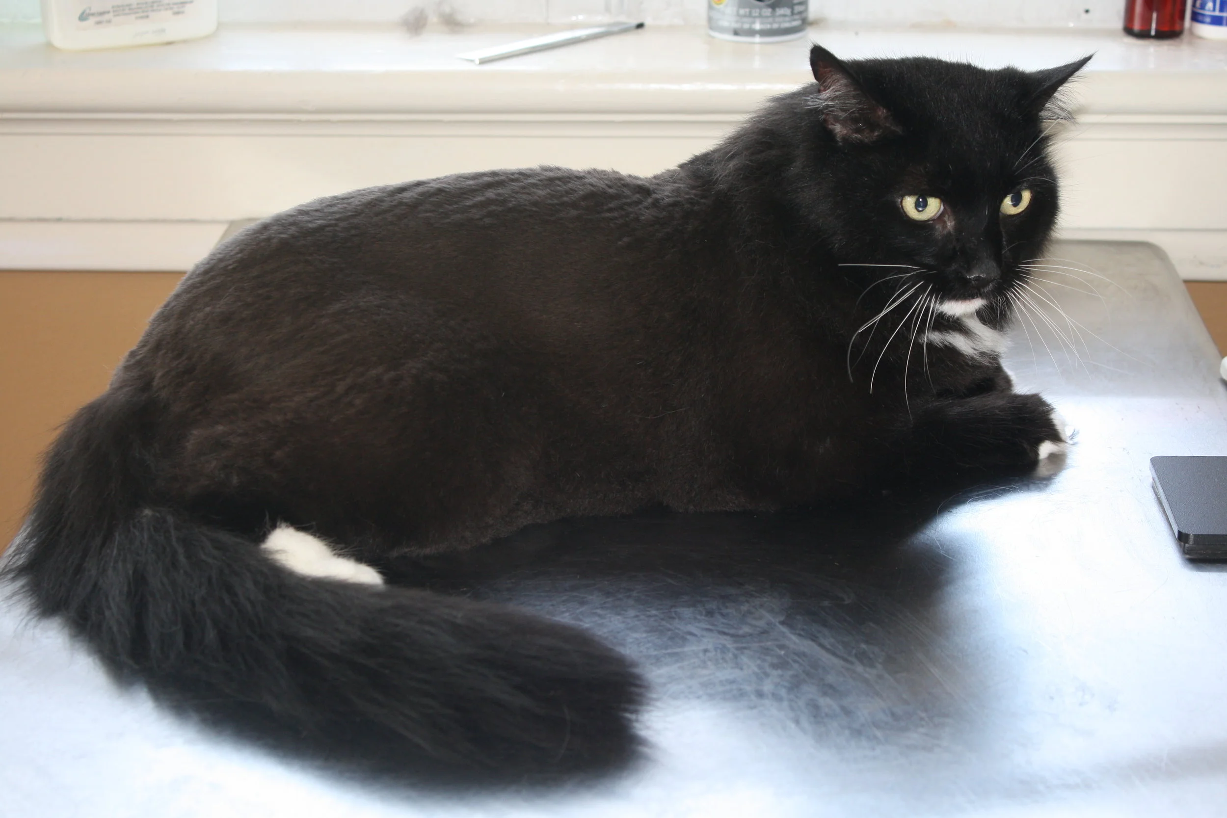 What is a comb cut? — Cat Naps Cattery