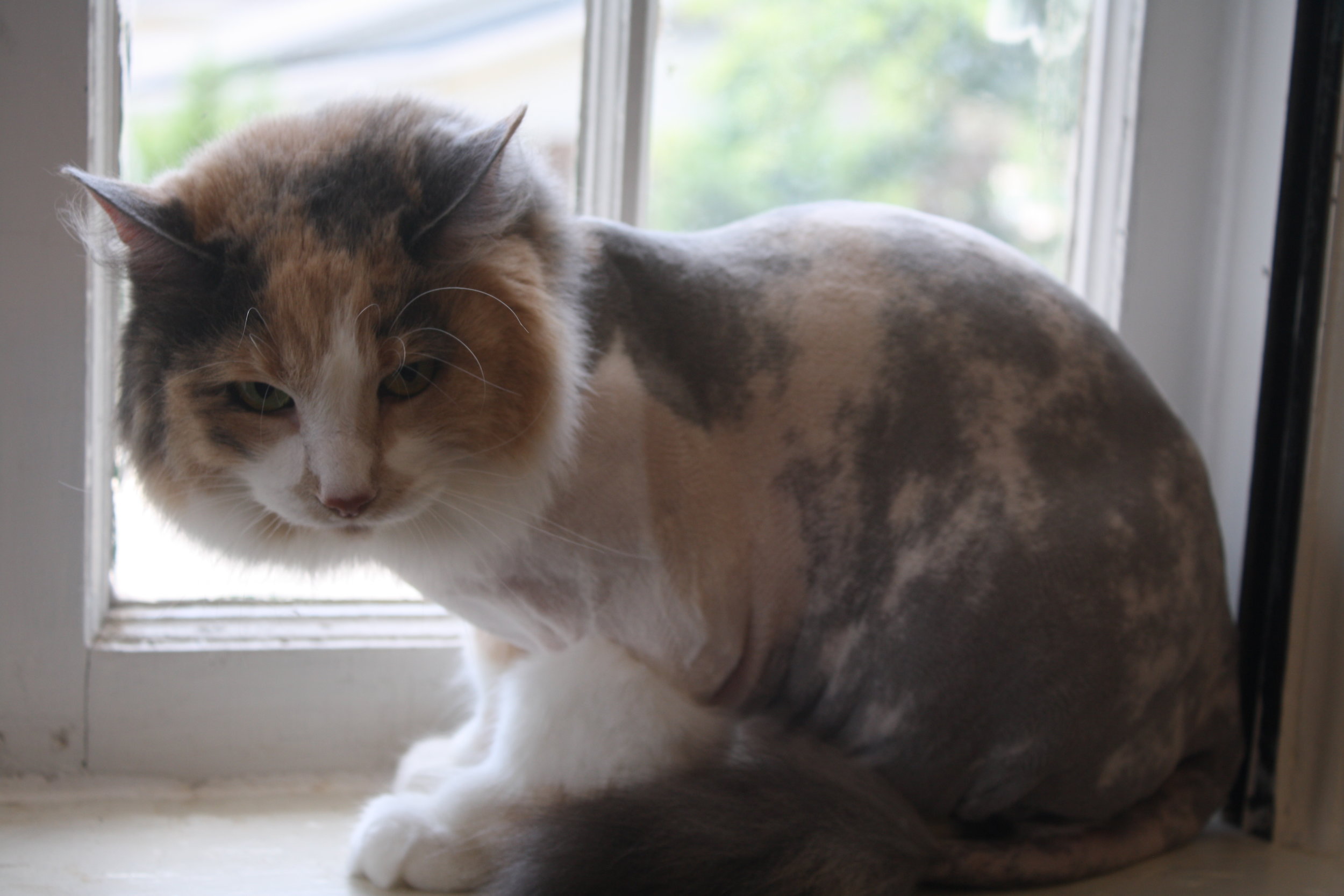What is a lion cut? — Cat Naps Cattery
