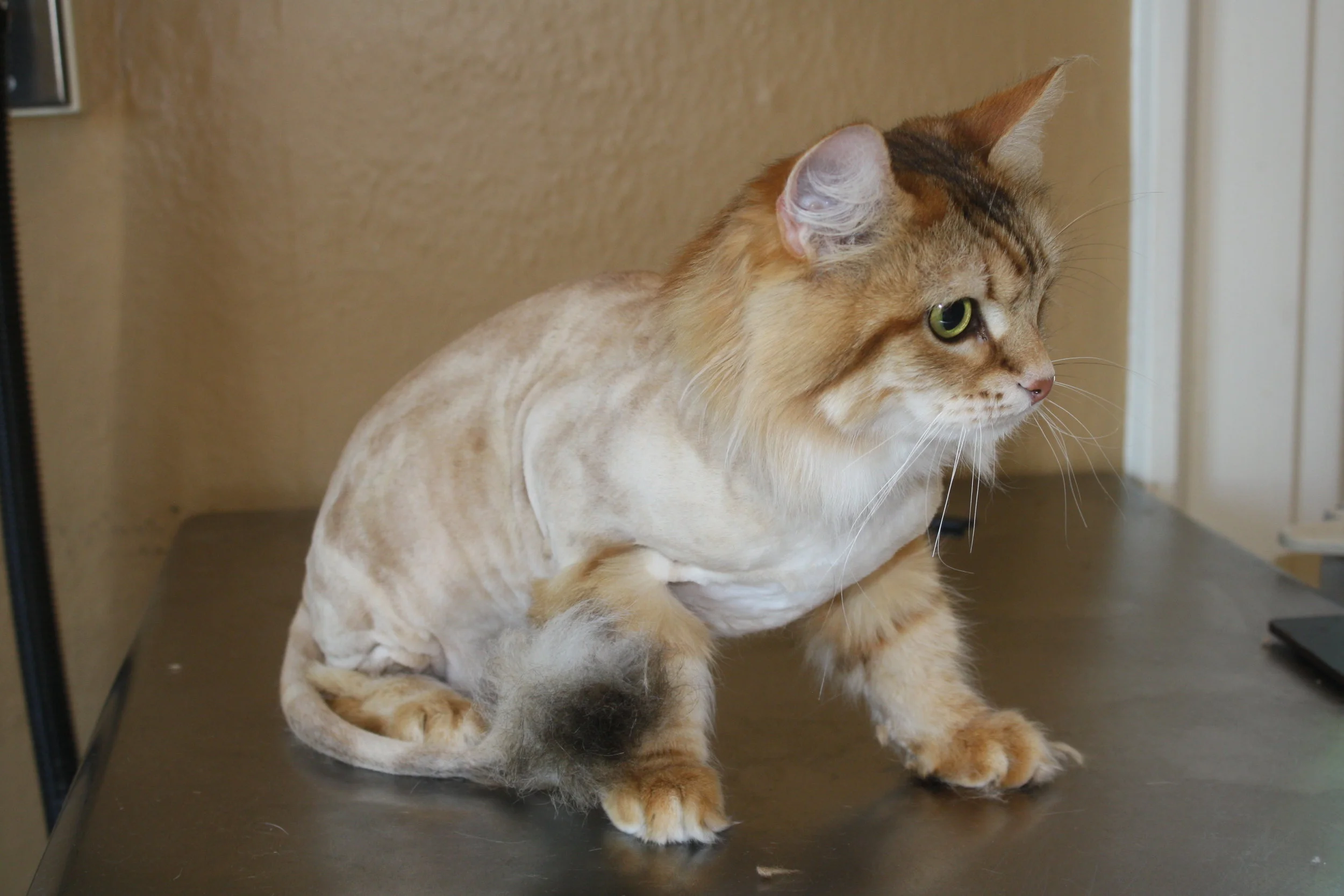 What is a lion cut? — Cat Naps Cattery
