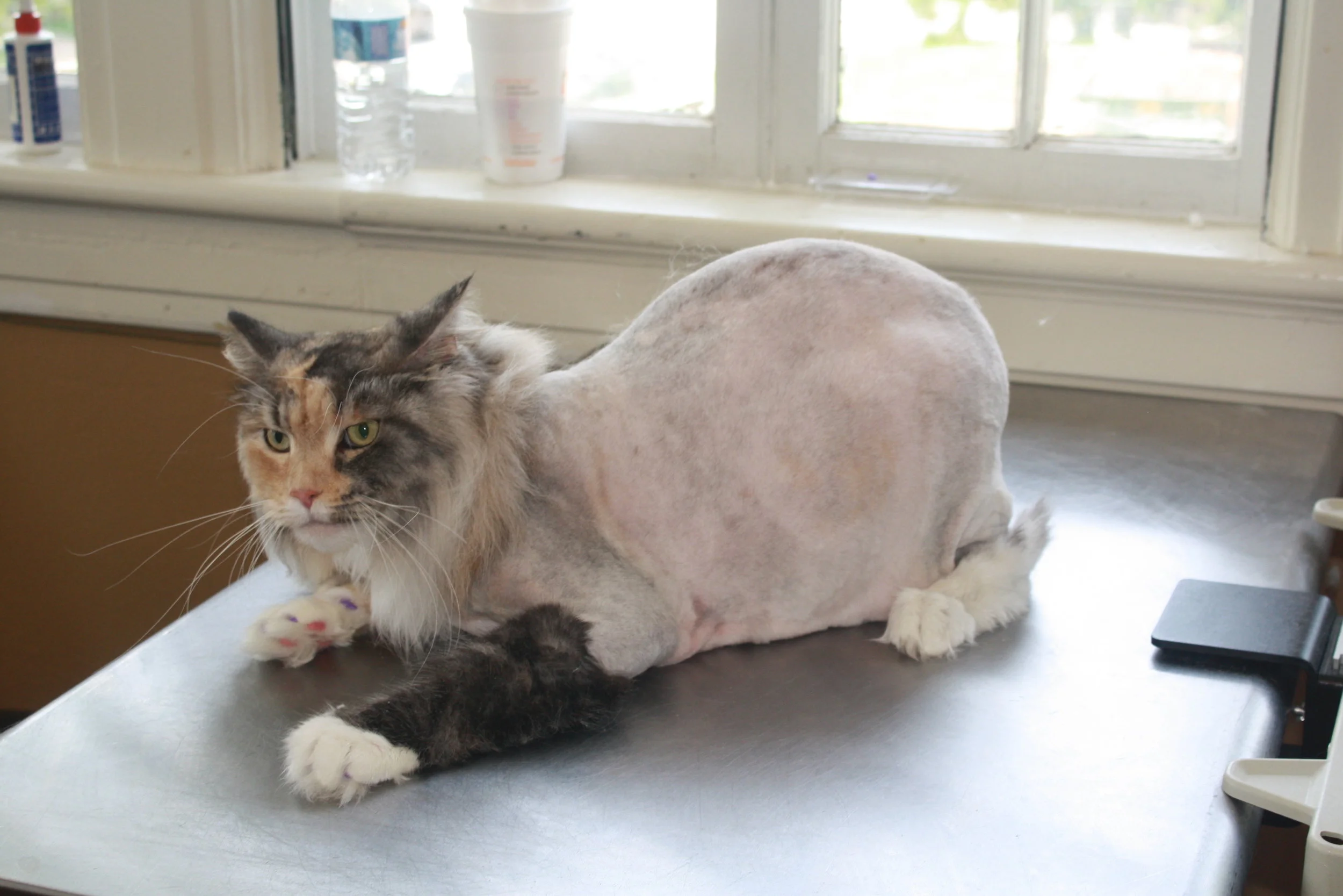 What is a lion cut? — Cat Naps Cattery