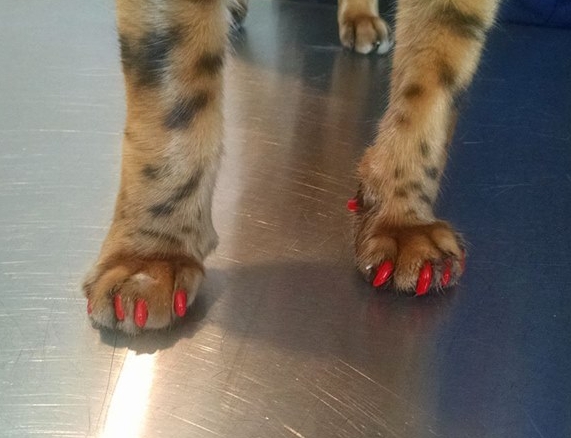 Cat Grooming Services NJ — Cat Naps Cattery