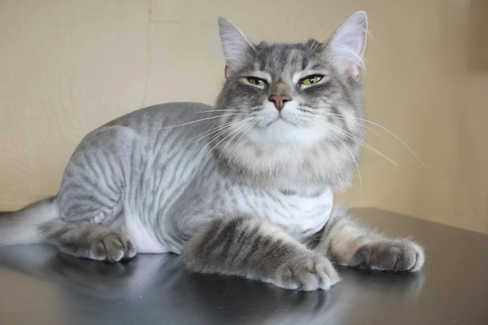 NJ Cat Boarding & Grooming