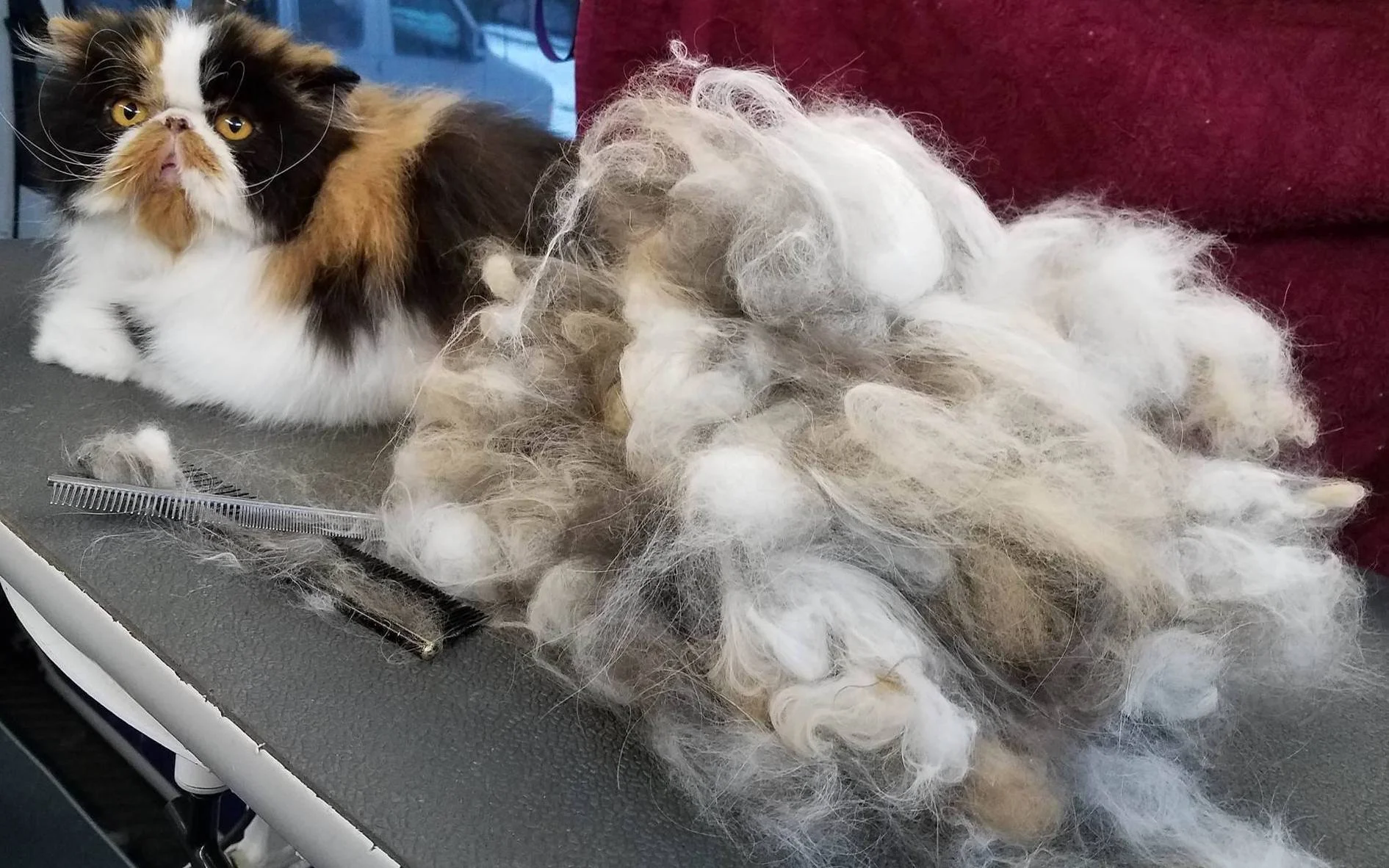 NJ Cat Boarding & Grooming