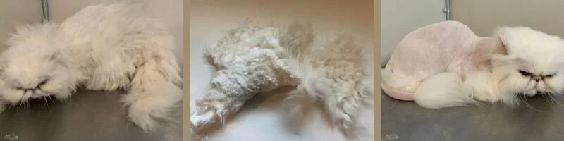 How Do Cats Get Matted? — Cat Naps Cattery