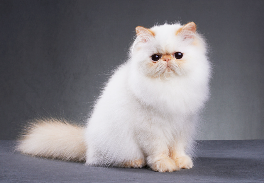 NJ Cat Boarding & Grooming