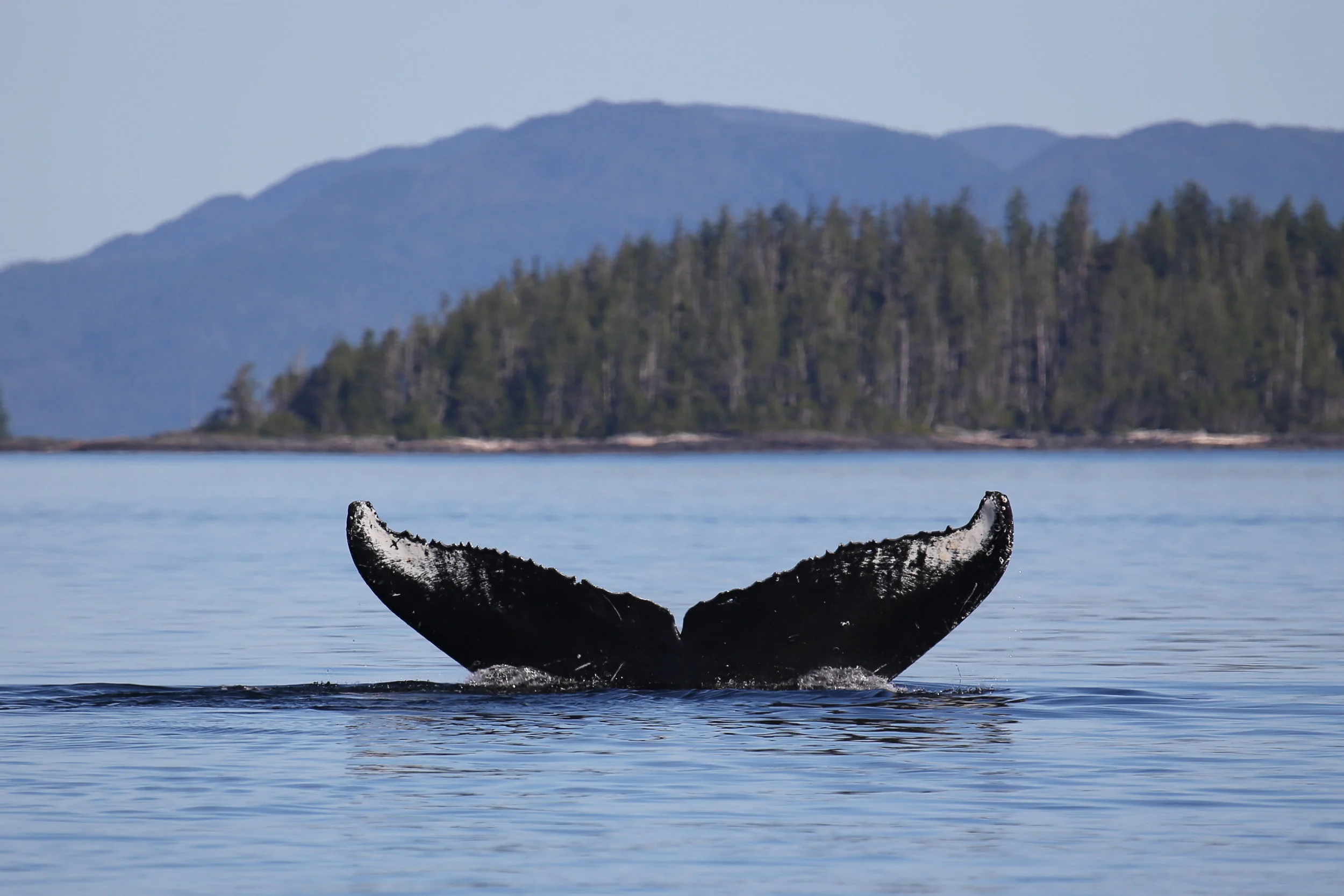 Identification of Whales — BC Whales