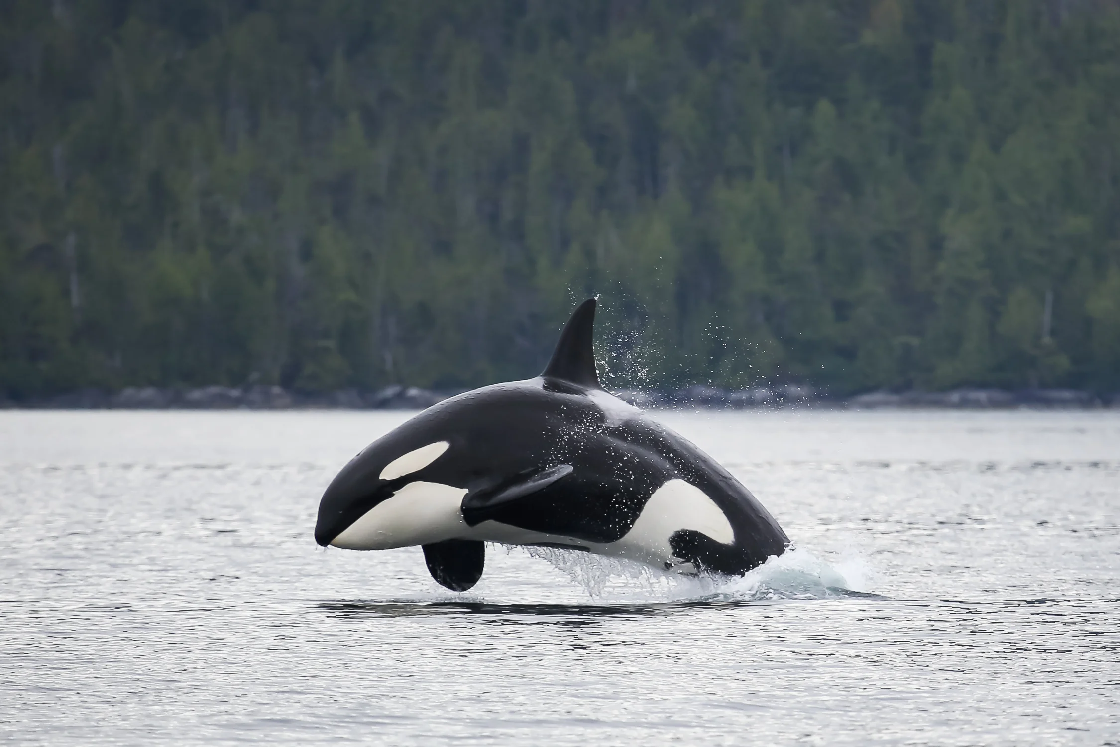 Orca — BC Whales