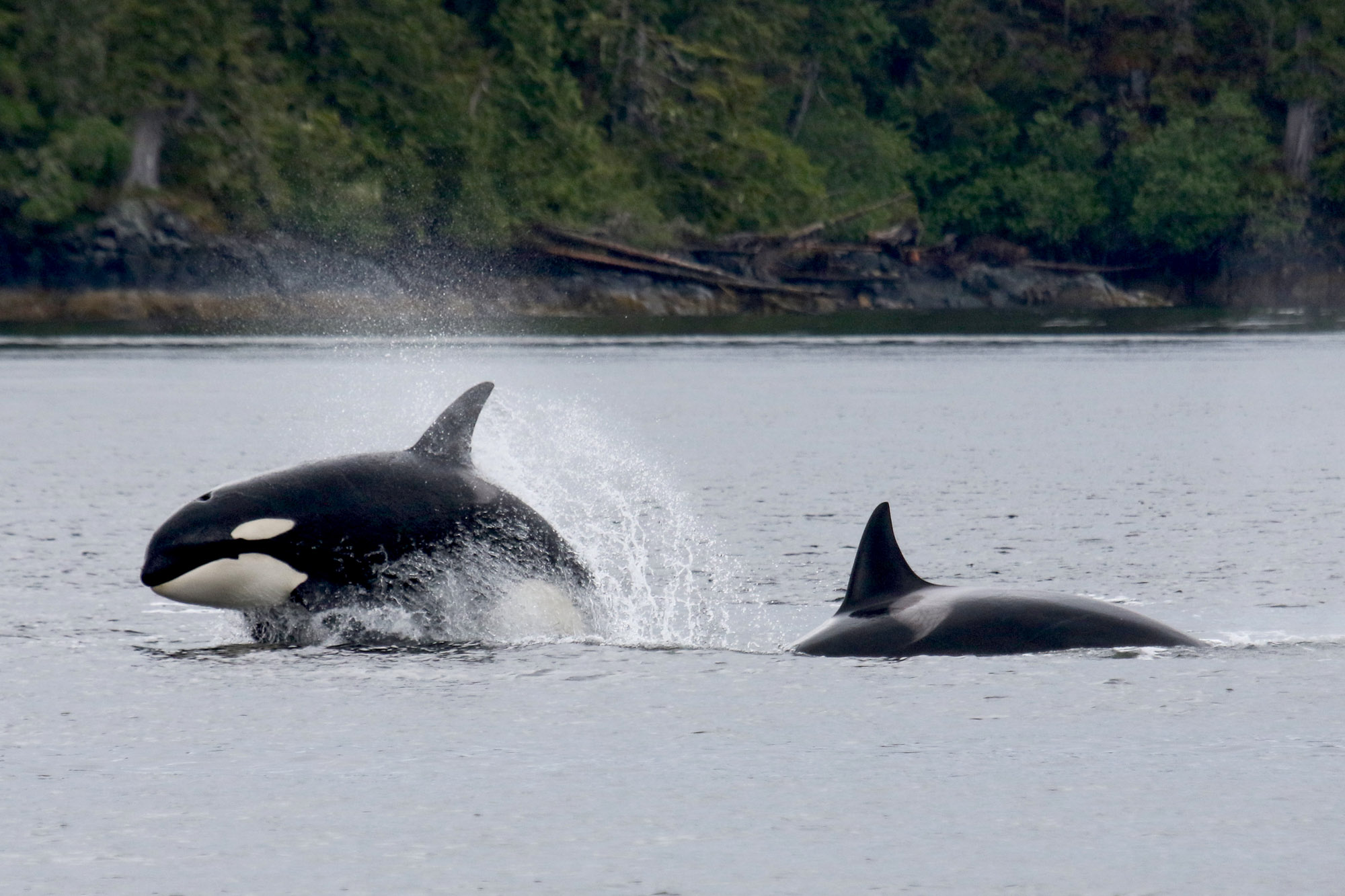 Visual Media — BC Whales