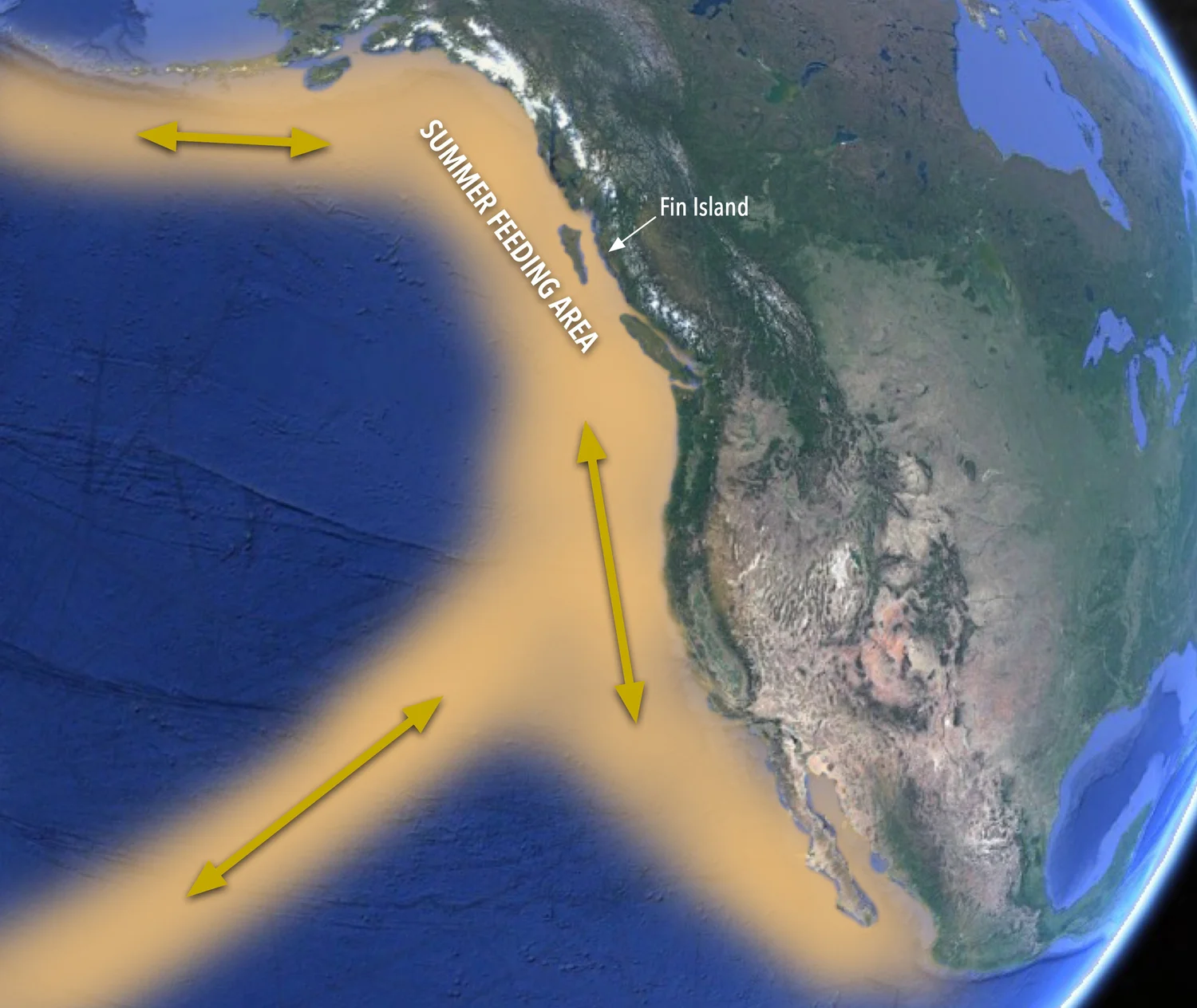 Humpback Whales — BC Whales