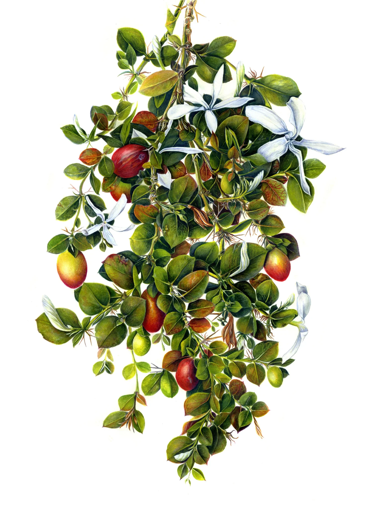 Botanical Art Worldwide - Southern Africa — Botanical Art Worldwide