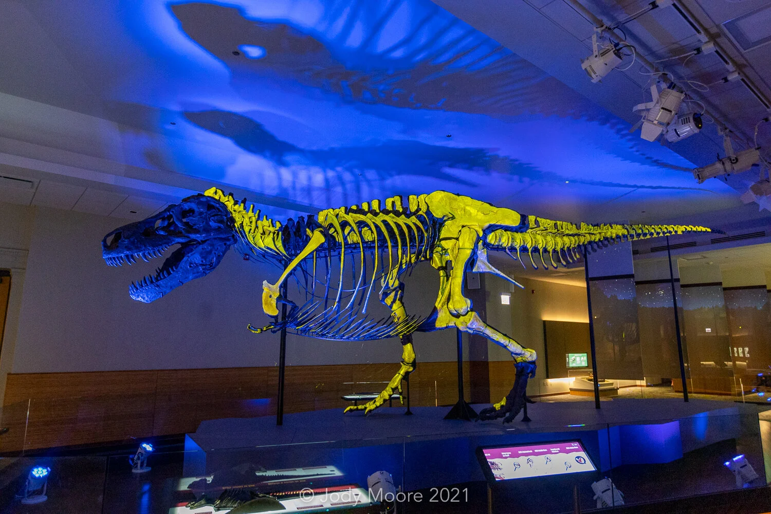 Tyrannosaurus Sue Skeleton