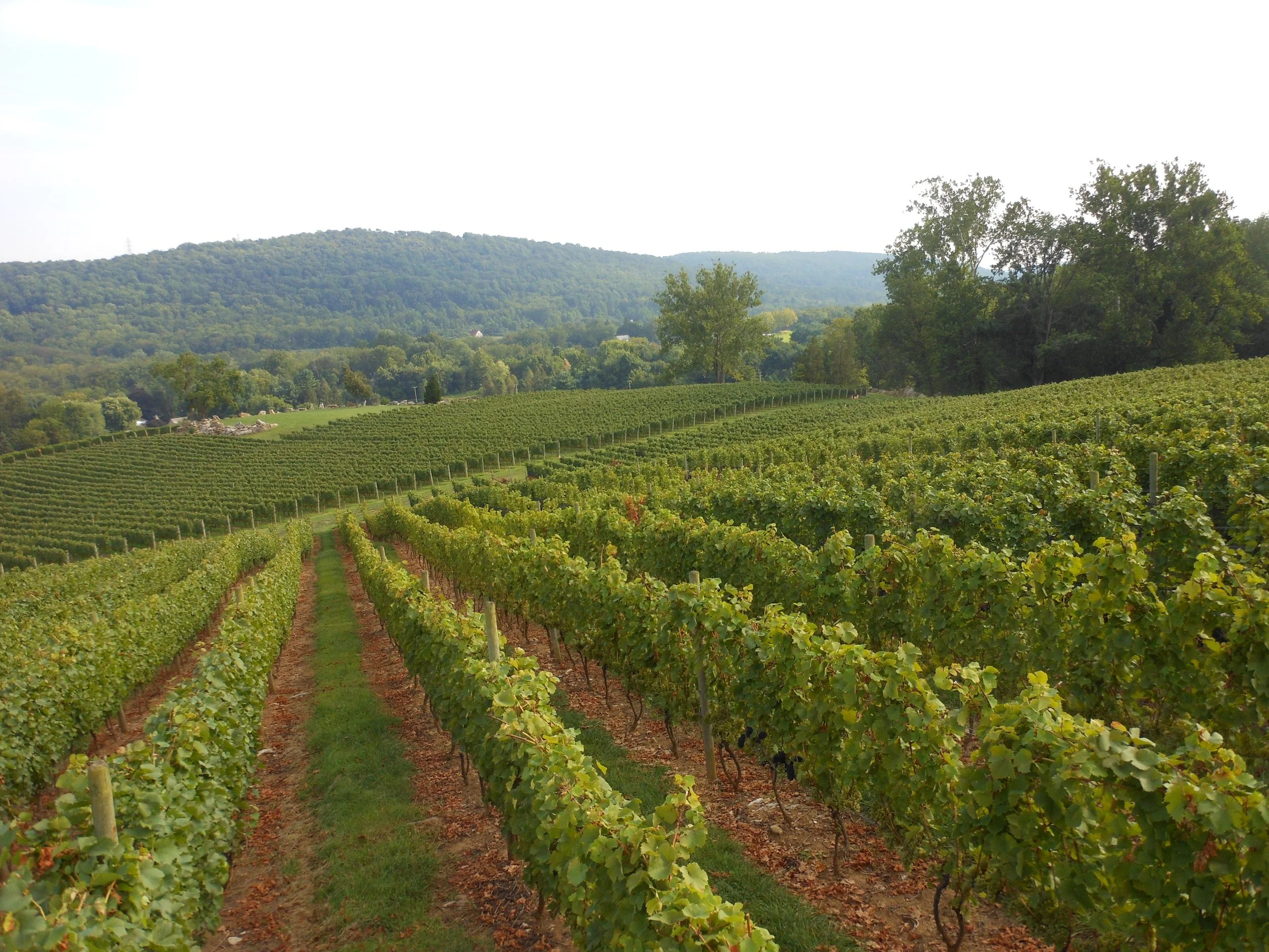 Alba Vineyard