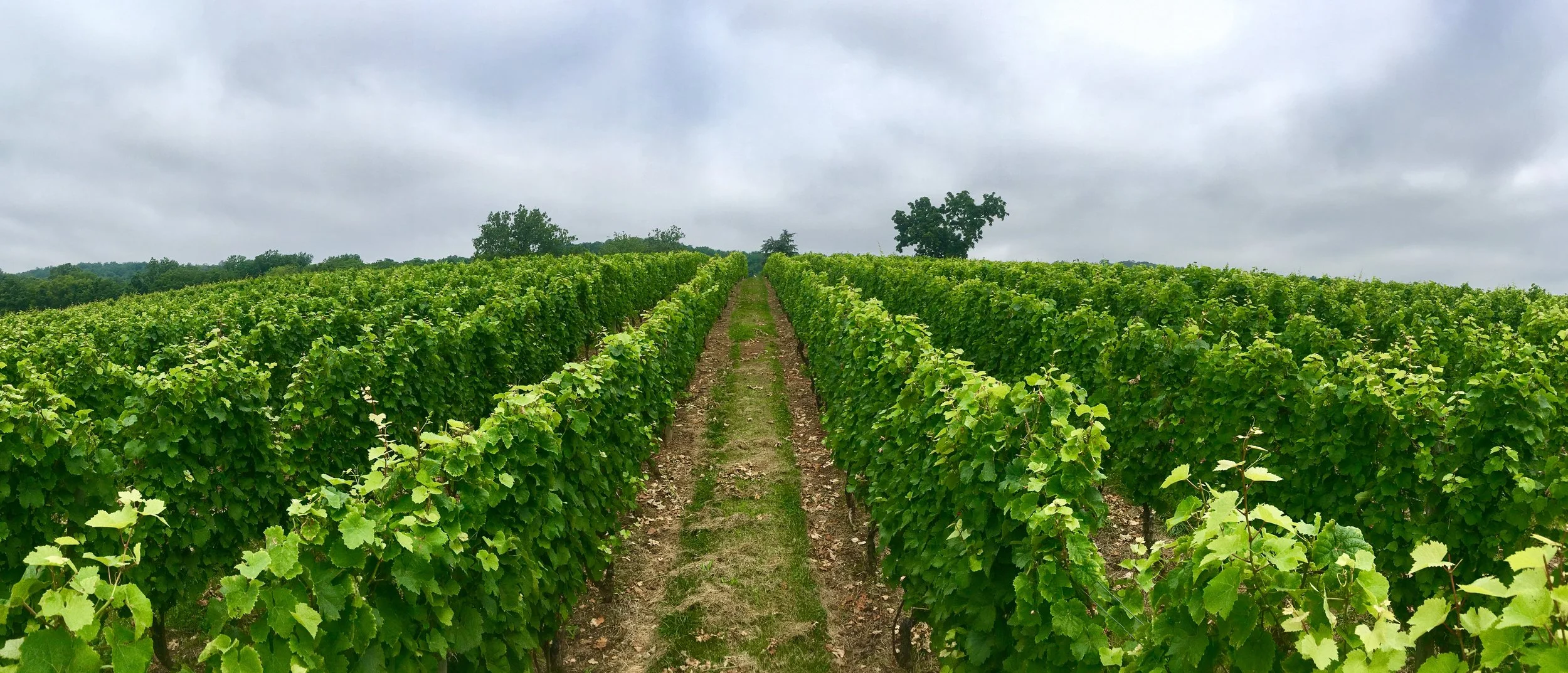 Alba Vineyard — Experience