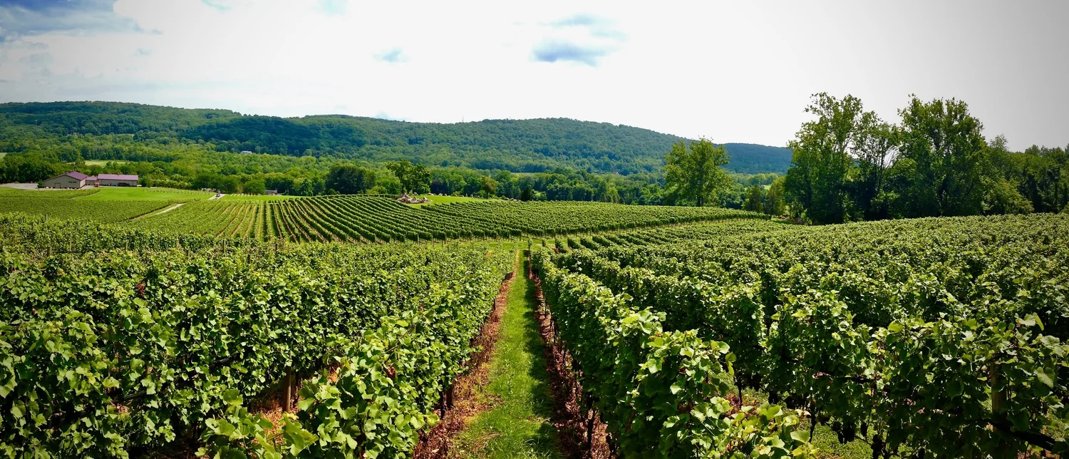 Alba Vineyard — Experience