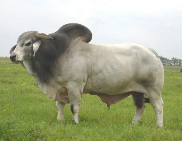 JDH FRESNO MANSO 19/6 — J.D. Hudgins, Inc.