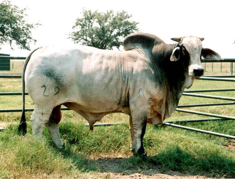 JDH JORDAN MANSO 29/1 — J.D. Hudgins, Inc.