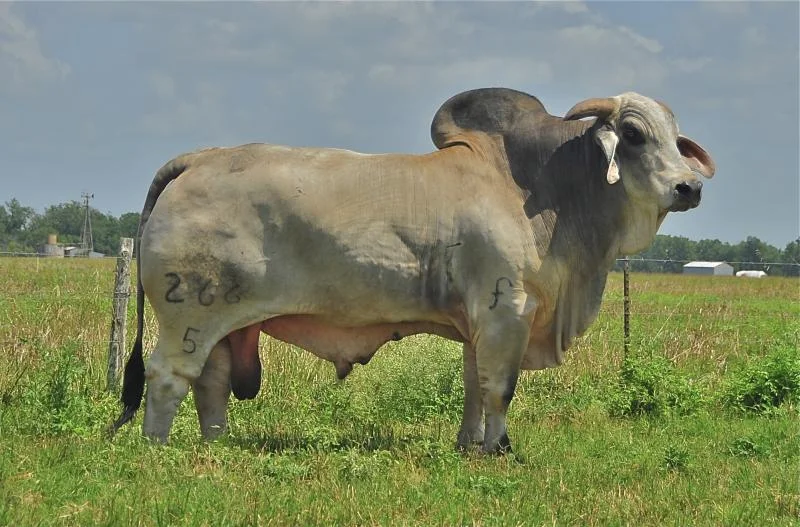 JDH BOOGALU MANSO 266/5 — J.D. Hudgins, Inc.