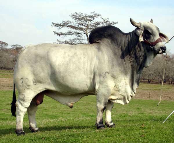 (+)JDH ATLAS MANSO 328/3 — J.D. Hudgins, Inc.