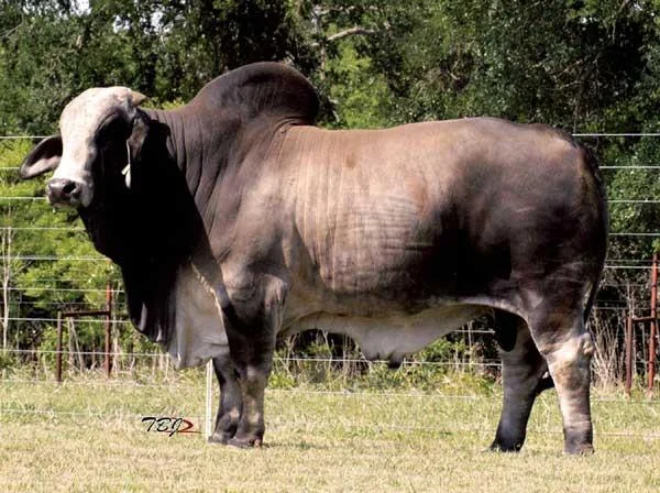 JDH SIR KANSAS MANSO 440/1 — J.D. Hudgins, Inc.