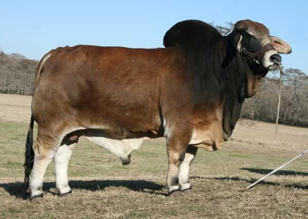 +JDH ASTRO MANSO 518/4 — J.D. Hudgins, Inc.