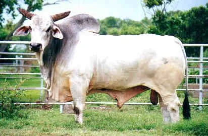 JDH SIR TRULLO MANSO 564/4 — J.D. Hudgins, Inc.