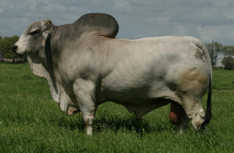 JDH HANSON MANSO 682/7 — J.D. Hudgins, Inc.