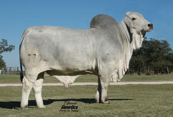 JDH MR. MANSO 779/4 — J.D. Hudgins, Inc.