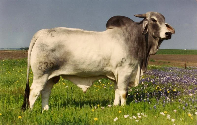 (+)JDH COPANO MANSO 839/9 — J.D. Hudgins, Inc.