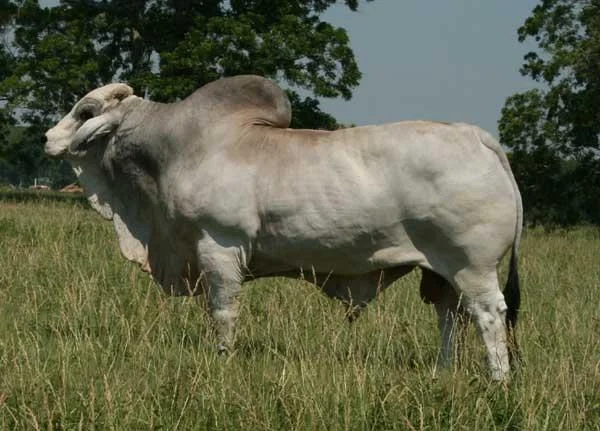 JDH RIDDELL MANSO 929/6 — J.D. Hudgins, Inc.