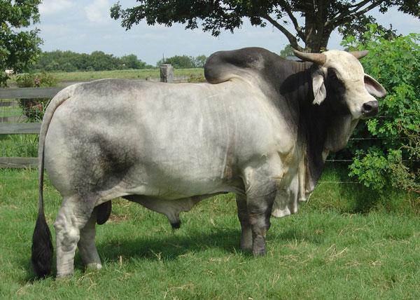 Semen Sales — J.D. Hudgins, Inc.