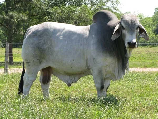 Semen Sales — J.D. Hudgins, Inc.