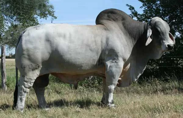 Semen Sales — J.D. Hudgins, Inc.