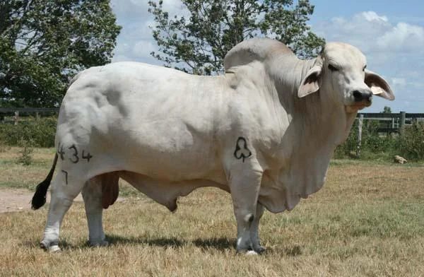 Semen Sales — J.D. Hudgins, Inc.