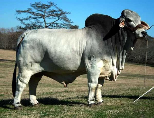 Semen Sales — J.D. Hudgins, Inc.