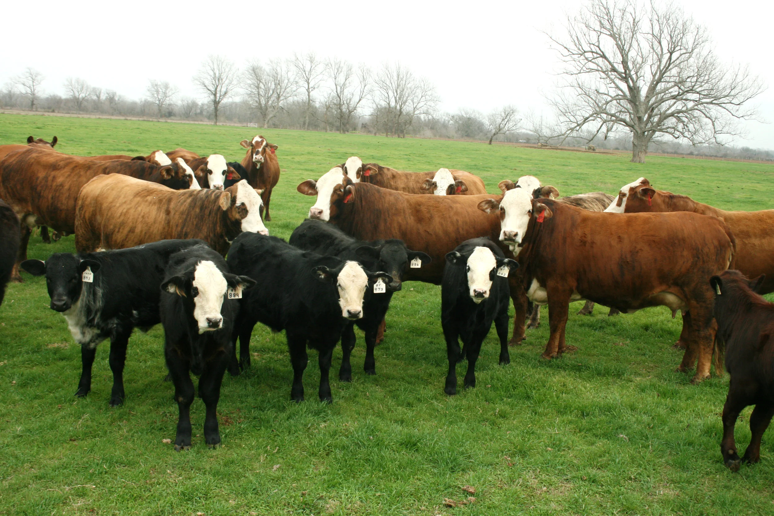 Commercial Bulls — J.D. Hudgins, Inc.