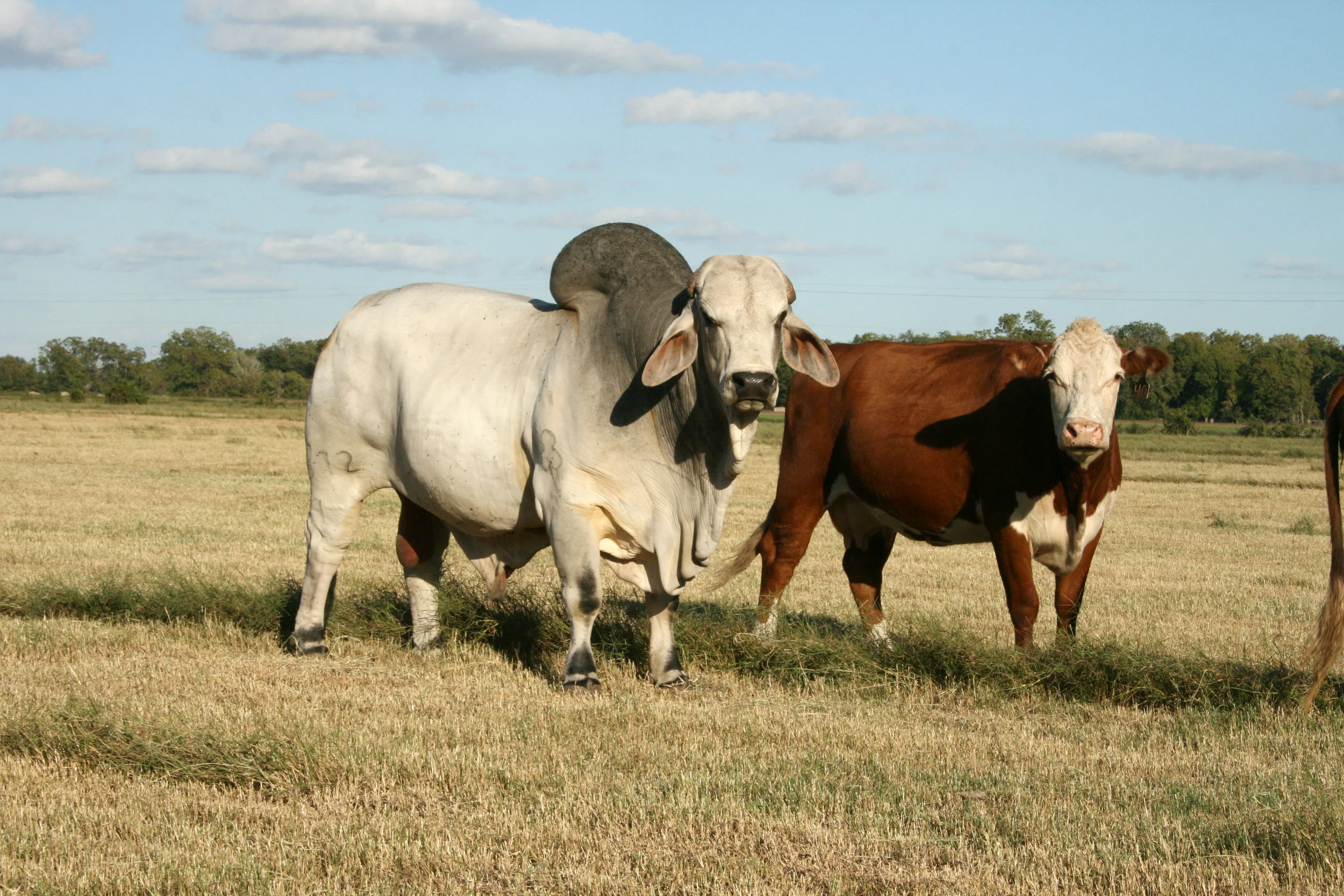 Commercial Bulls — J.D. Hudgins, Inc.