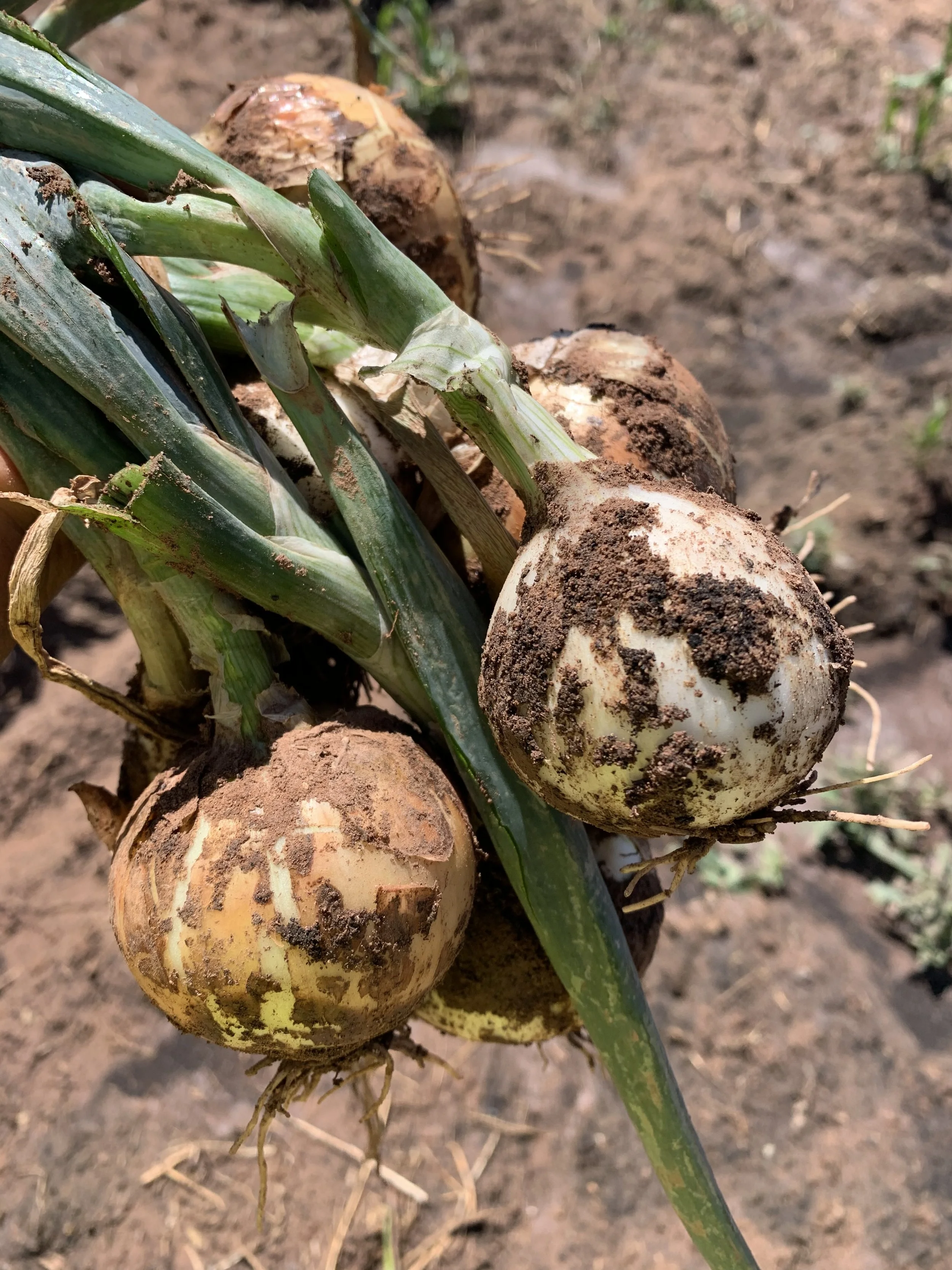 Naturally Native — Flower Hill Institute