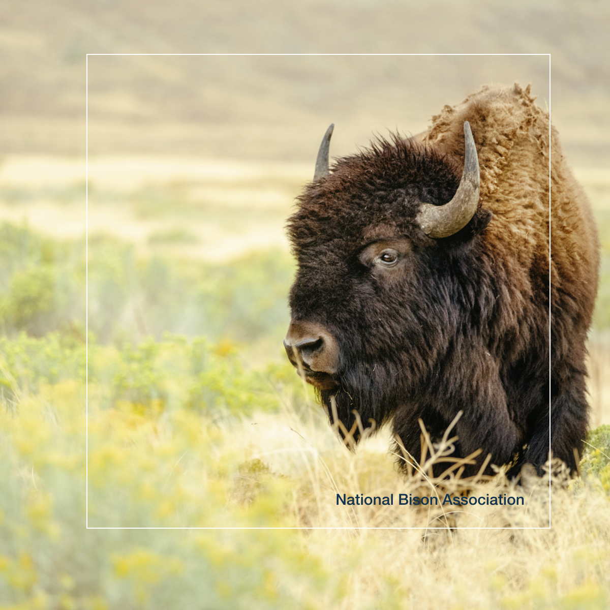 National Bison Association — Flower Hill Institute