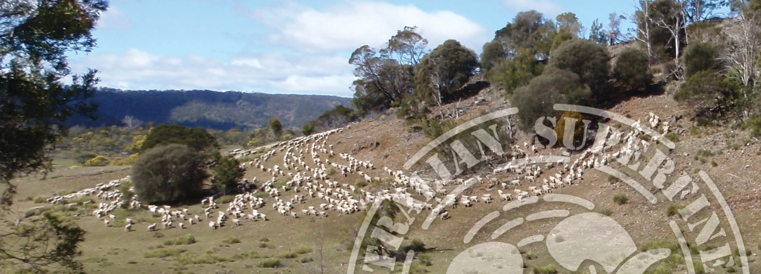 The Kinghorn family’s Saxon Merino sheep run on tradition — Australian ...