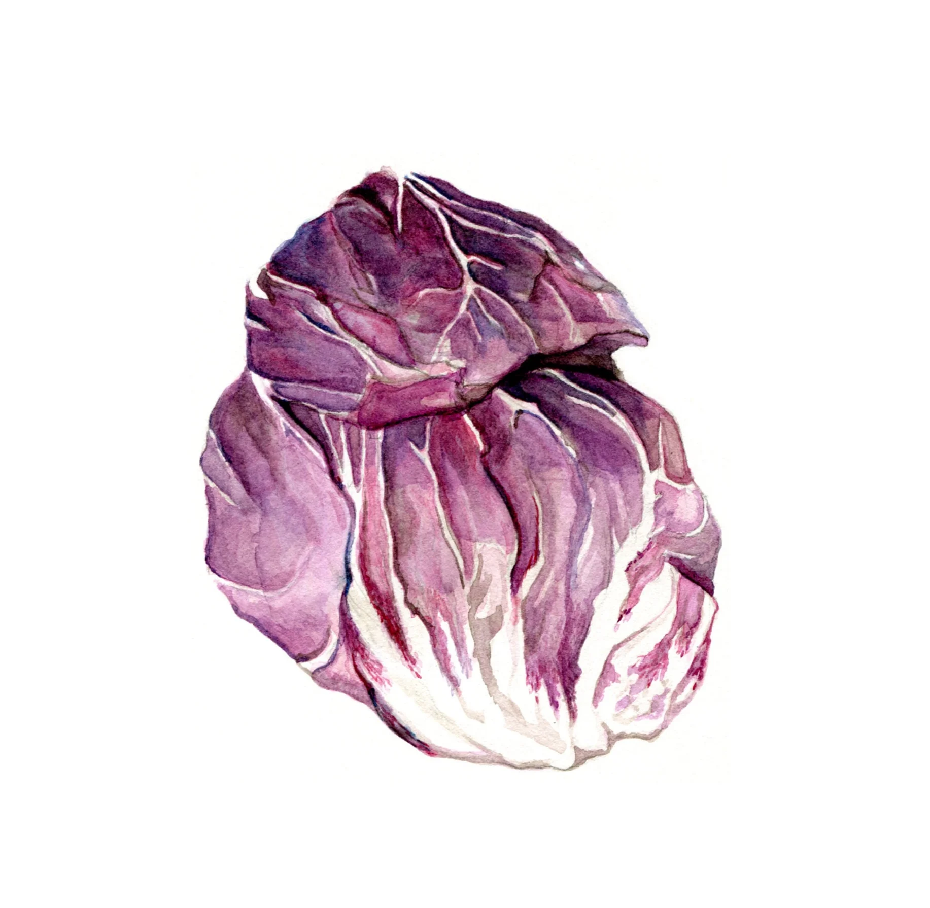 Custom Food and Botanical Illustration