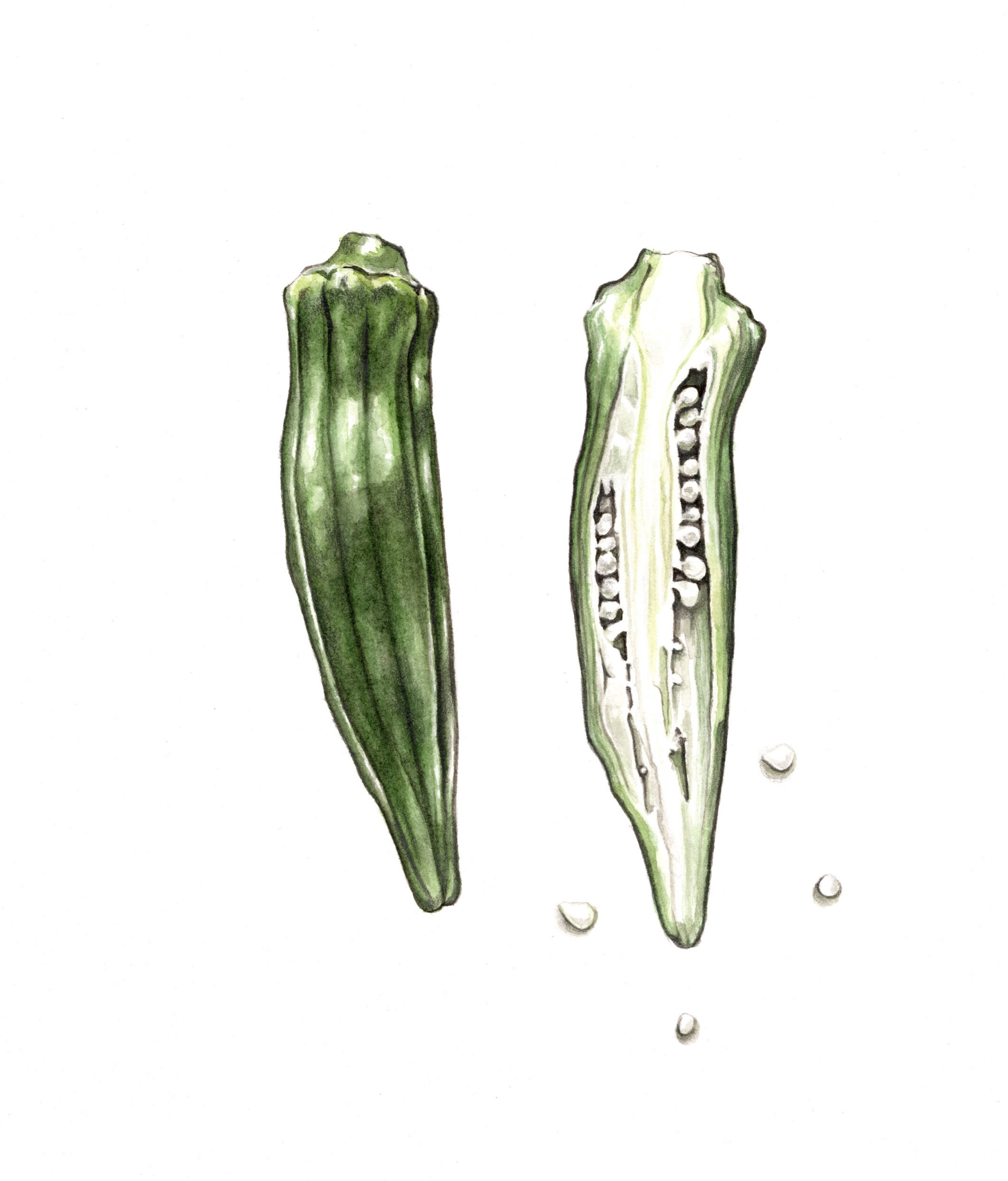 Custom Food and Botanical Illustration