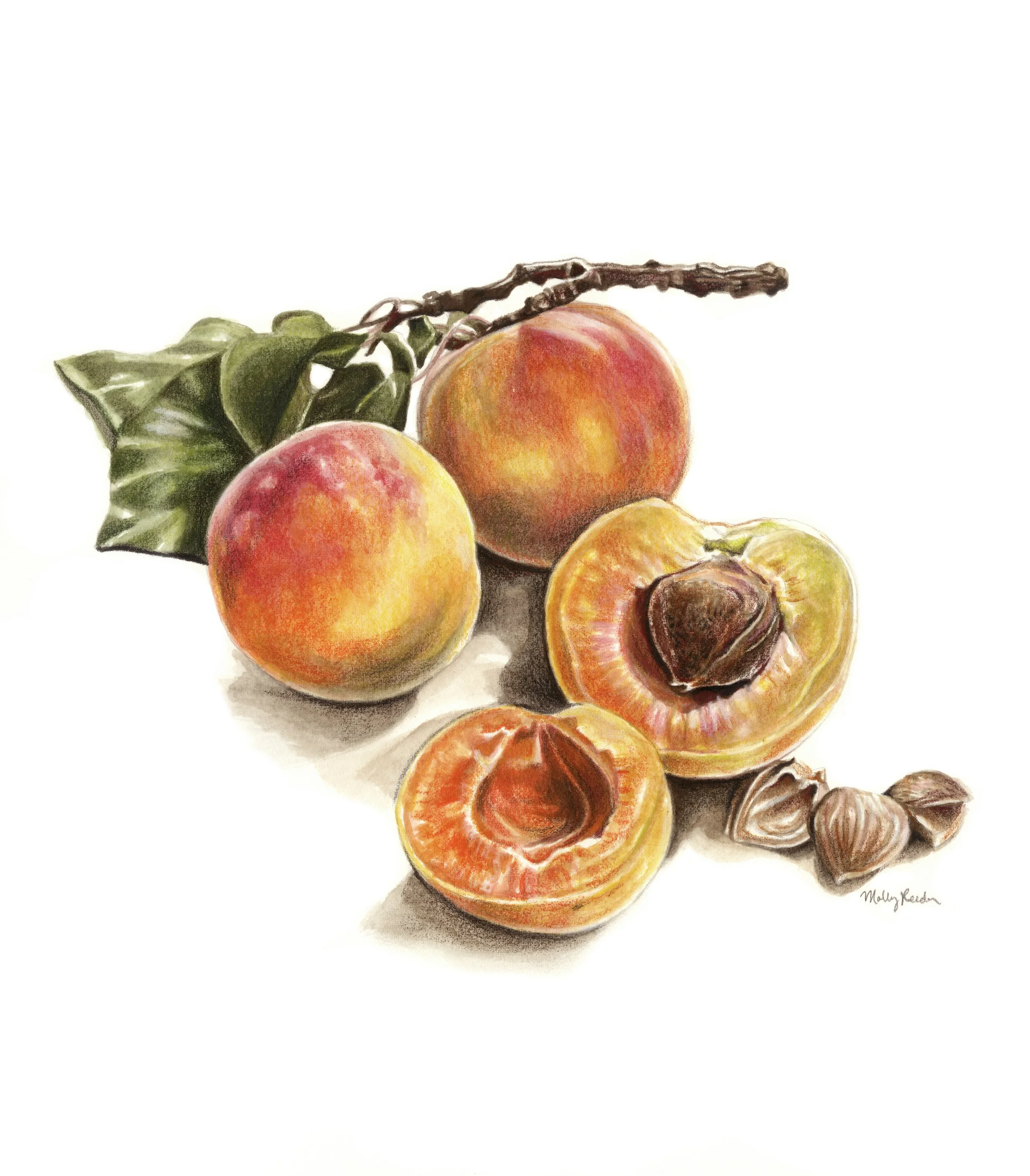 Molly Reeder: Illustrator, Baker, Food Stylist