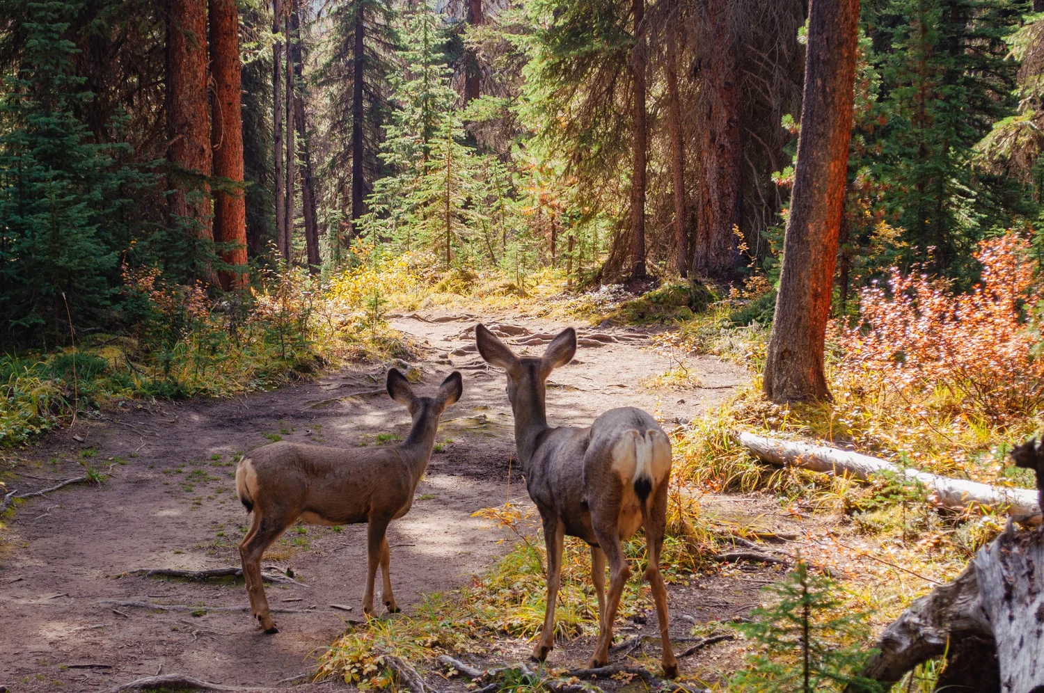 Where to find wildlife in Quebec — BRB Travel Blog