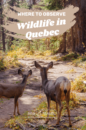 Where to find wildlife in Quebec — BRB Travel Blog