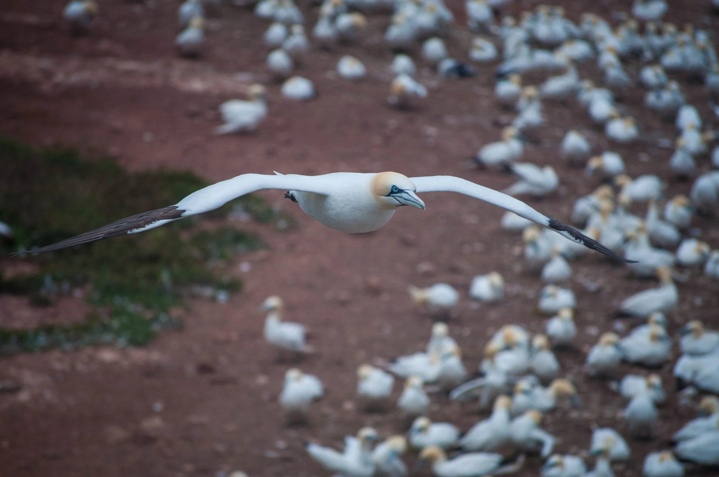 Where to find wildlife in Quebec — BRB Travel Blog